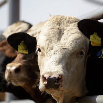 About the Polish division of ABP - ABP Ireland